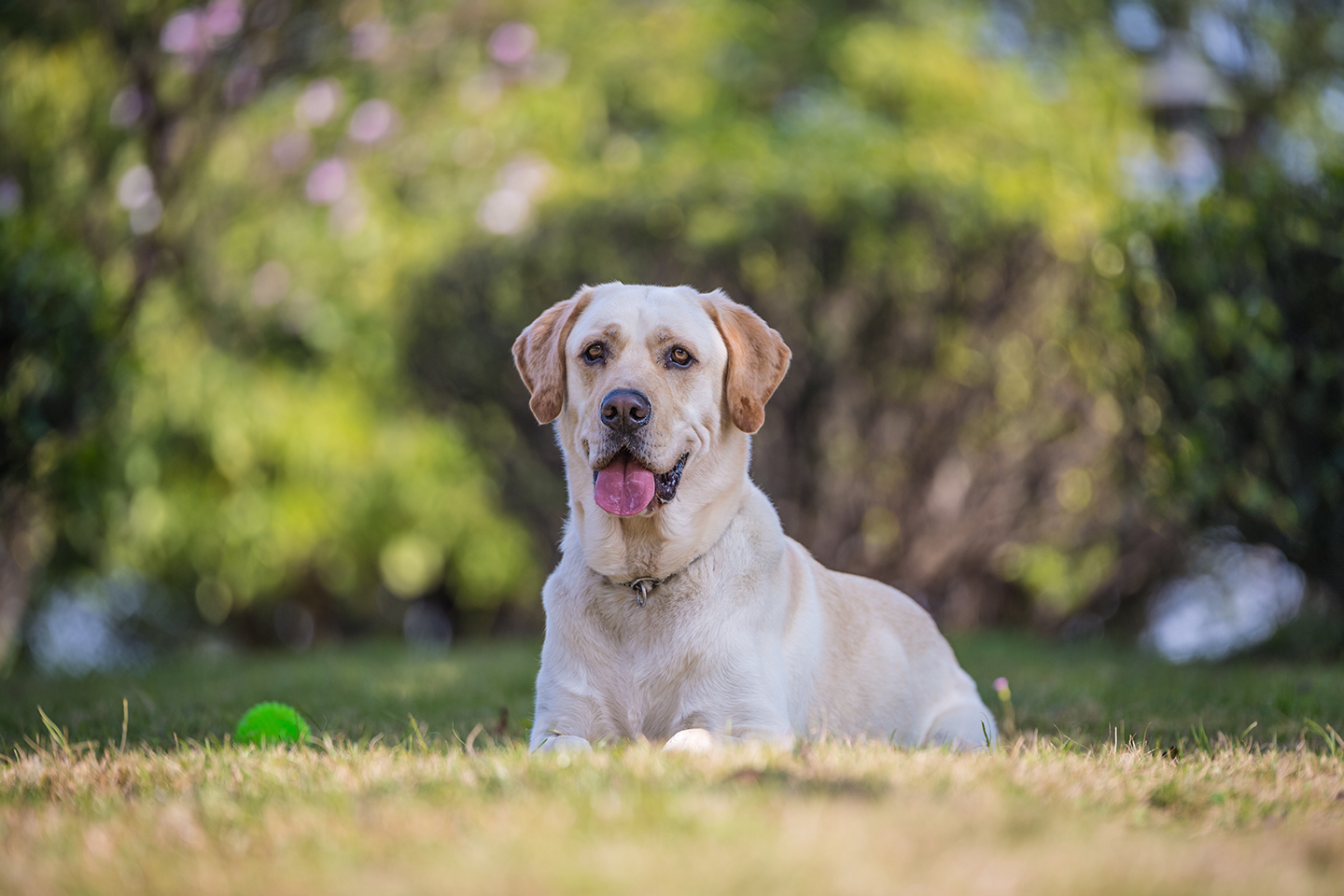 Rhodesian Ridgeback Lab Mix. Comparison. - The Pets and Love