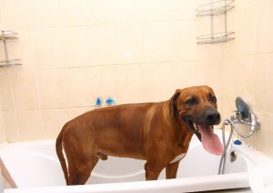 Do rhodesian ridgebacks shed? Tips for Families with Allergies.