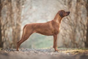 Why Do Rhodesian Ridgebacks Have Ridges? - The Pets and Love