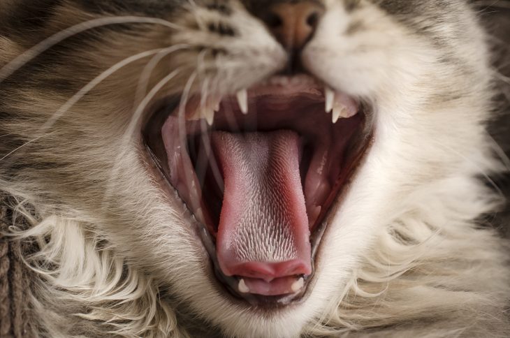 6 Facts You May Not Know About A Cat’s Tongue - The Pets and Love