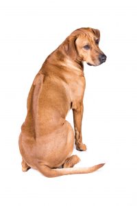 Why Do Rhodesian Ridgebacks Have Ridges? - The Pets and Love
