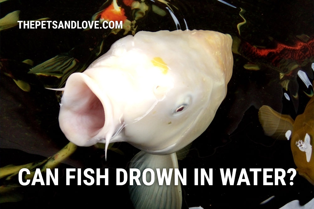 Your Fish Can Drown In Water. Here is Why.