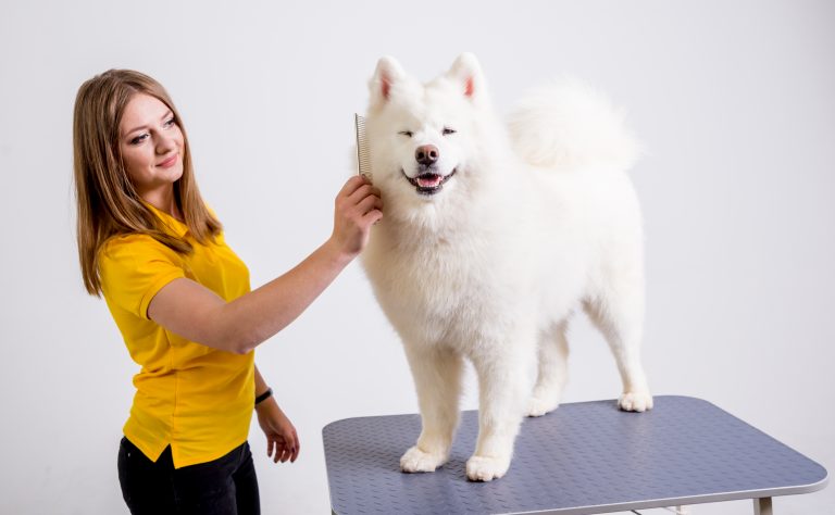 Do Samoyeds Shed? Tips for Families with Allergies - The Pets and Love