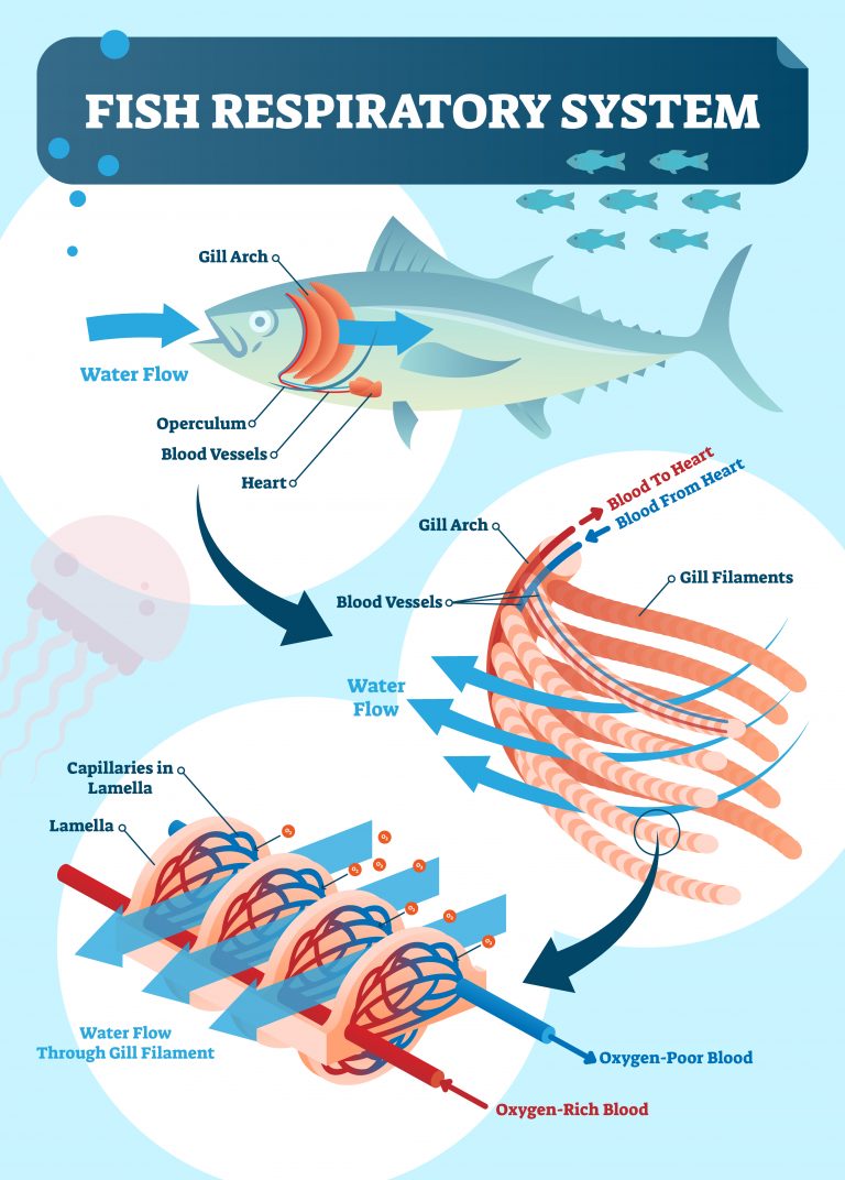 Do Fish Have Lungs With Helpful Infographics The Pets And Love Do Fish Have Lungs With Helpful Infographics The Pets And Love