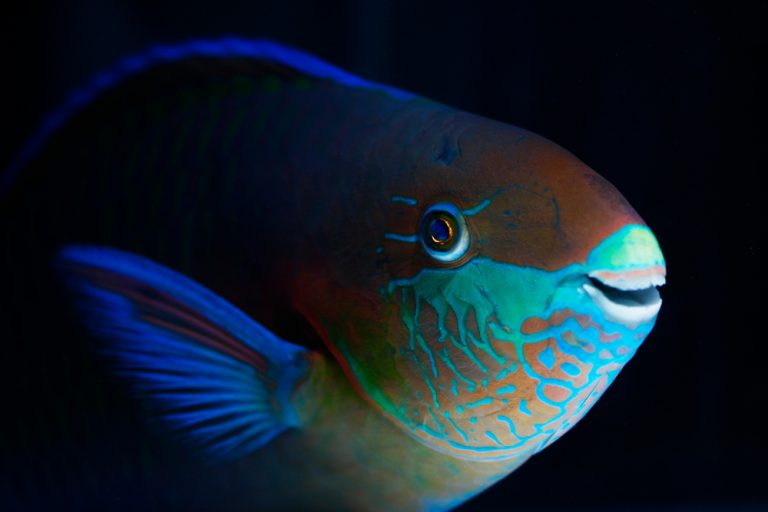 Do Fish Have Teeth? 5 Facts You Didn’t Know - The Pets and Love