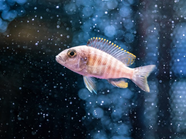 Your Fish Can Drown In Water. Here is Why.