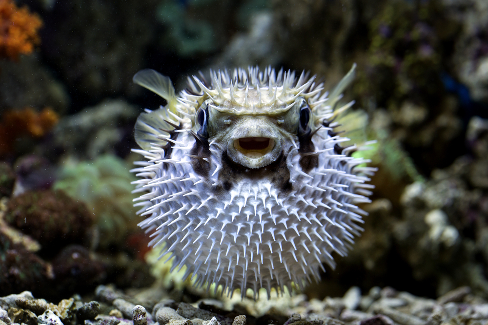 Do Fish Have Teeth? 5 Facts You Didn’t Know - The Pets and Love