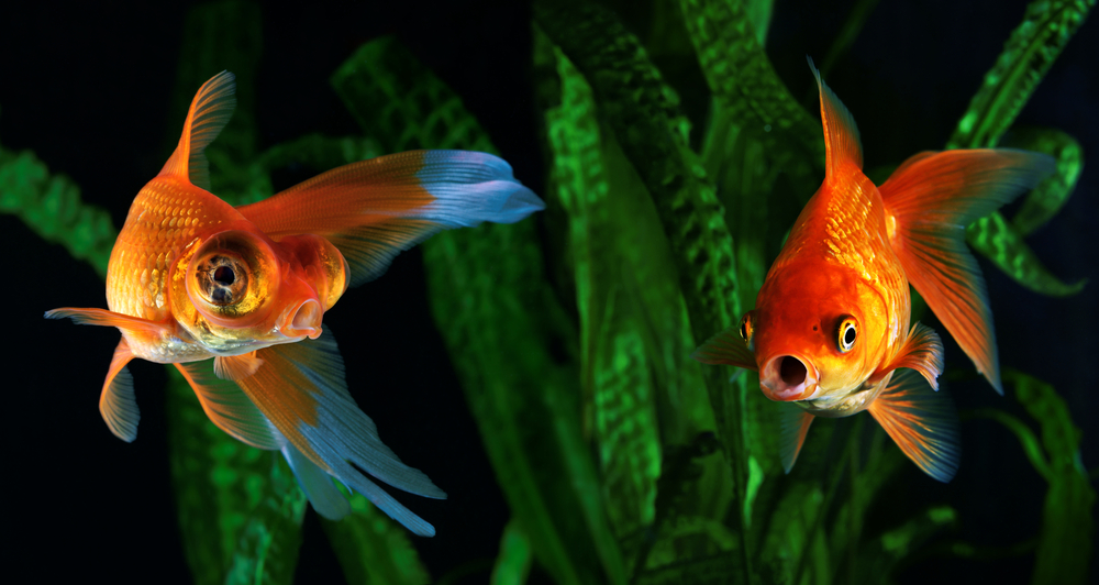 Do Fish Have Teeth? 5 Facts You Didn’t Know - The Pets and Love