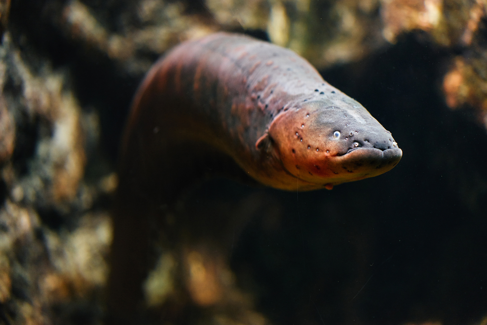 Do Fish Have Teeth? 5 Facts You Didn’t Know - The Pets and Love