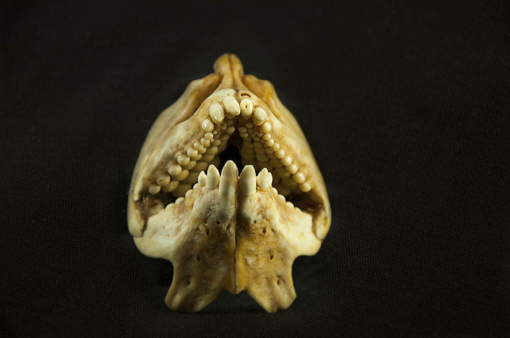 Do Fish Have Teeth? 5 Facts You Didn’t Know - The Pets and Love