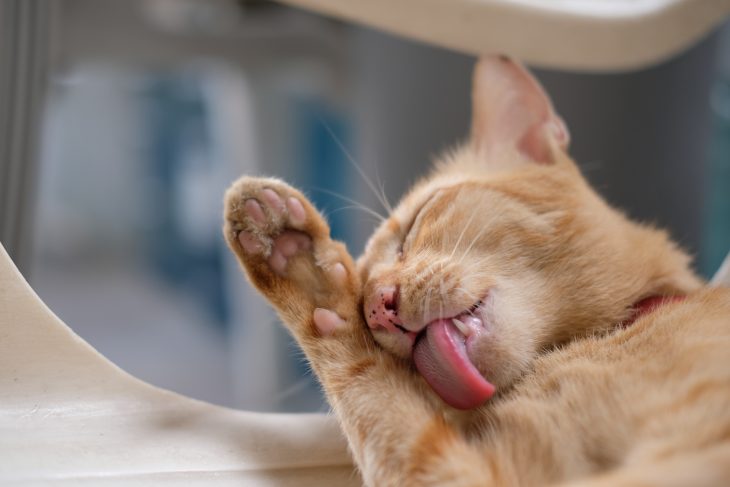 6 Facts You May Not Know About A Cat’s Tongue - The Pets and Love