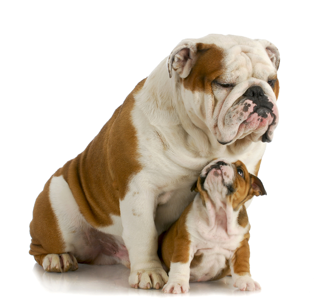 15 Things To Know Before Getting A Bulldog Puppy - The Pets and Love