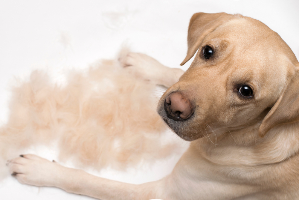 9 Things to Know Before Getting a Labrador Retriever